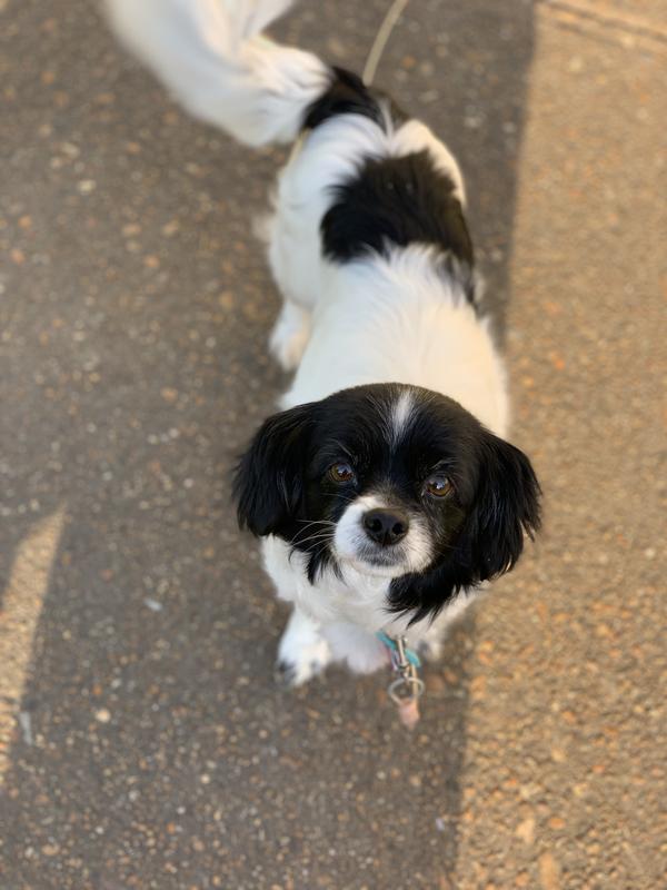 Spectra Canine Spectra KC 3 Intranasal Vaccine for Dogs at Tractor ...