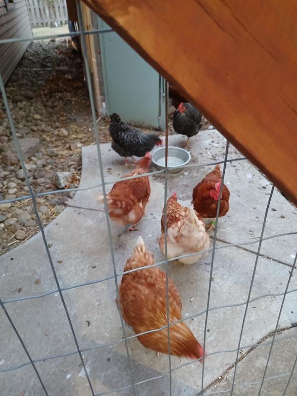 DuMOR 20% Chick Starter/Grower Crumbled Chicken Feed, 50 lb. Bag at ...