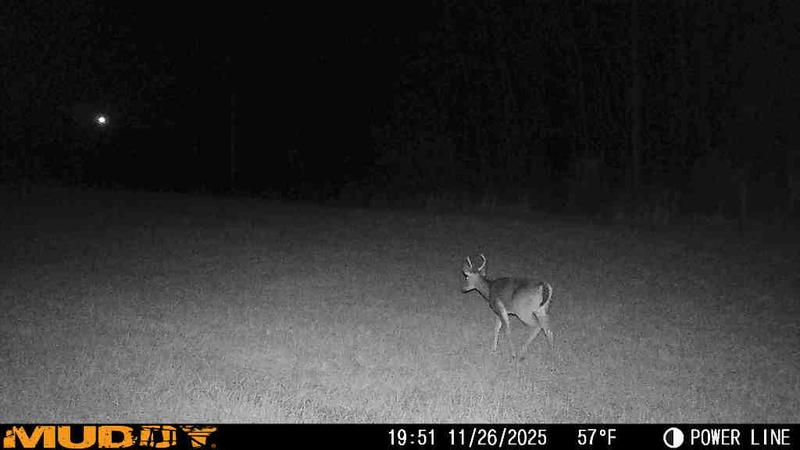 Muddy Mitigator Cell Cam - 3 Pack at Tractor Supply Co