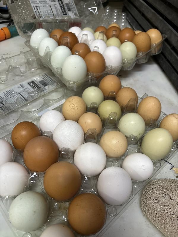 Producer's Pride 16% Layer Pelleted Chicken Feed, 50 lb. Bag at Tractor ...