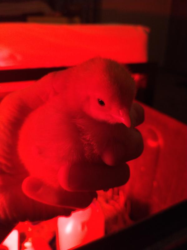 Hoover's Hatchery Live Rudd Ranger Chickens, 10 ct. at Tractor Supply Co