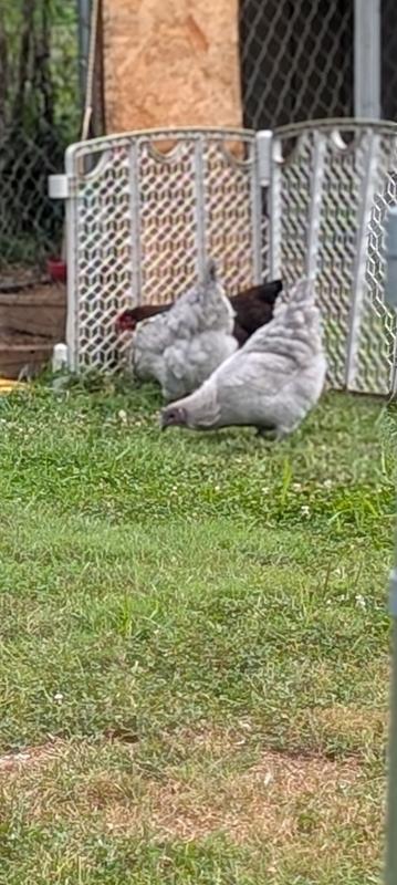 Nutrena Hi Pro Scratch Poultry Grains at Tractor Supply Co