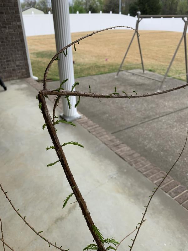 National Plant Network 3 gal. Bald Cypress Tree at Tractor Supply Co