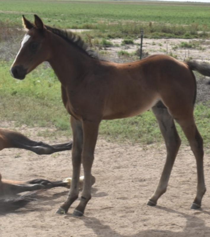 Purina Ultium Growth Formula Horse Feed, 50 lb. Bag at Tractor Supply Co