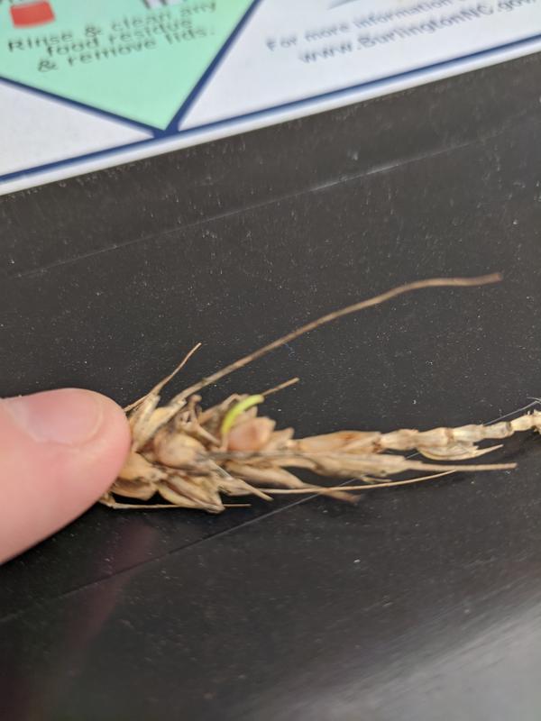 Pennington 2 cu. ft. Seeding Straw at Tractor Supply Co