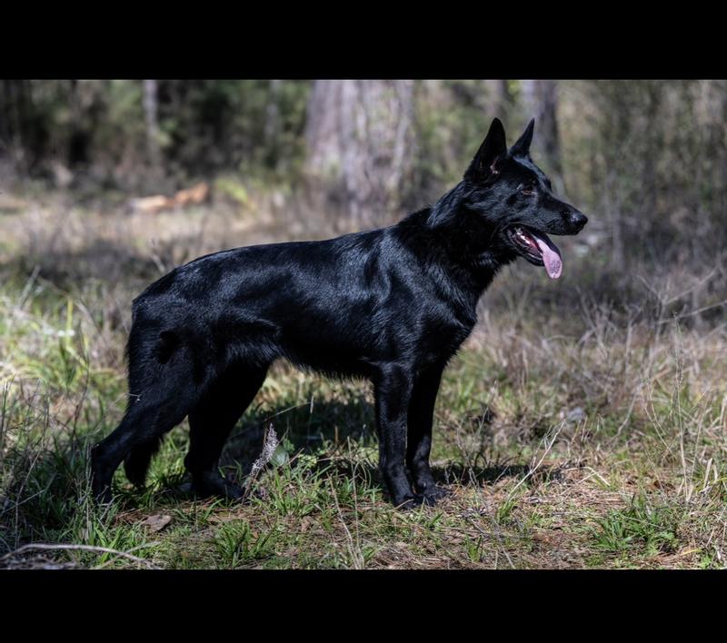 4health Strive All Life Stages Endurance 90 Formula Dry Dog Food, 45 lb ...