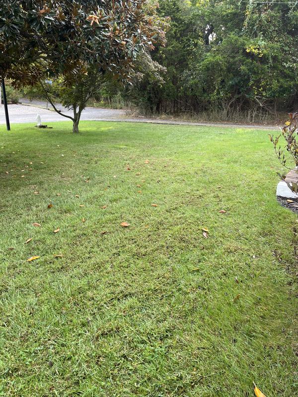 DLF 50 lb. 6,250 sq. ft. Kentucky-31 Tall Fescue Grass Seed Mix-Coated ...
