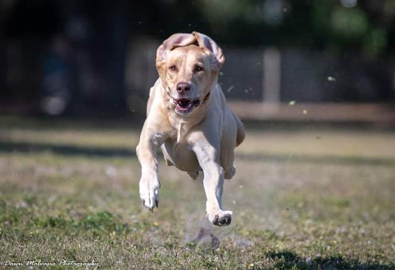 4health with Wholesome Grains Small Bites Adult Chicken Formula Dry Dog ...