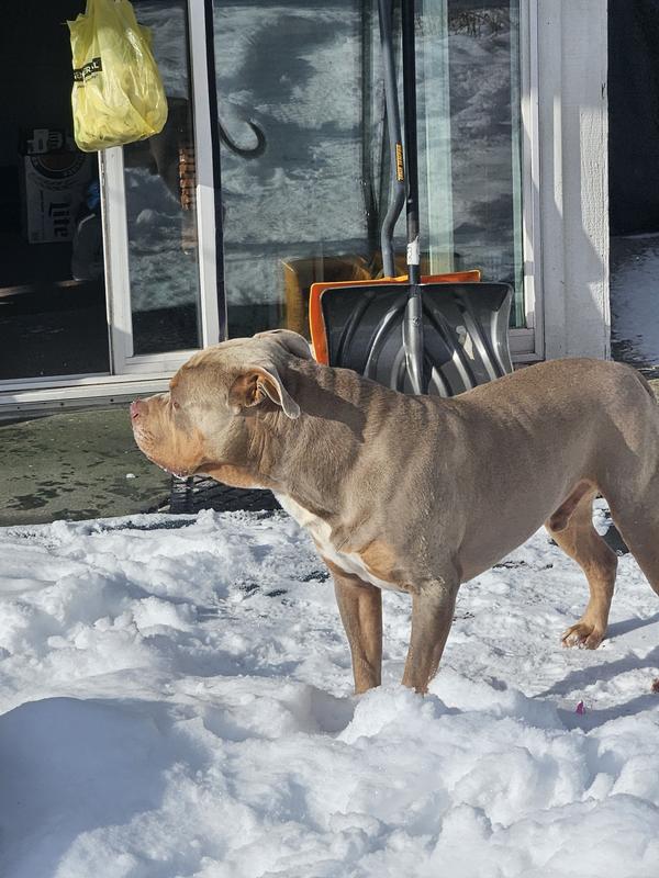 ACANA Butcher's Favorites Farm-Raised Beef and Liver Recipe Dry Dog ...