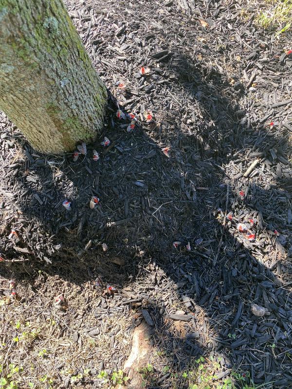 Harris 128 oz. Spotted Lanternfly Killer at Tractor Supply Co