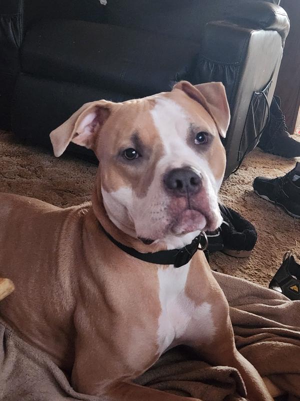 Sportmix CanineX All Life Stages Performance Grain-Free Chicken Recipe ...