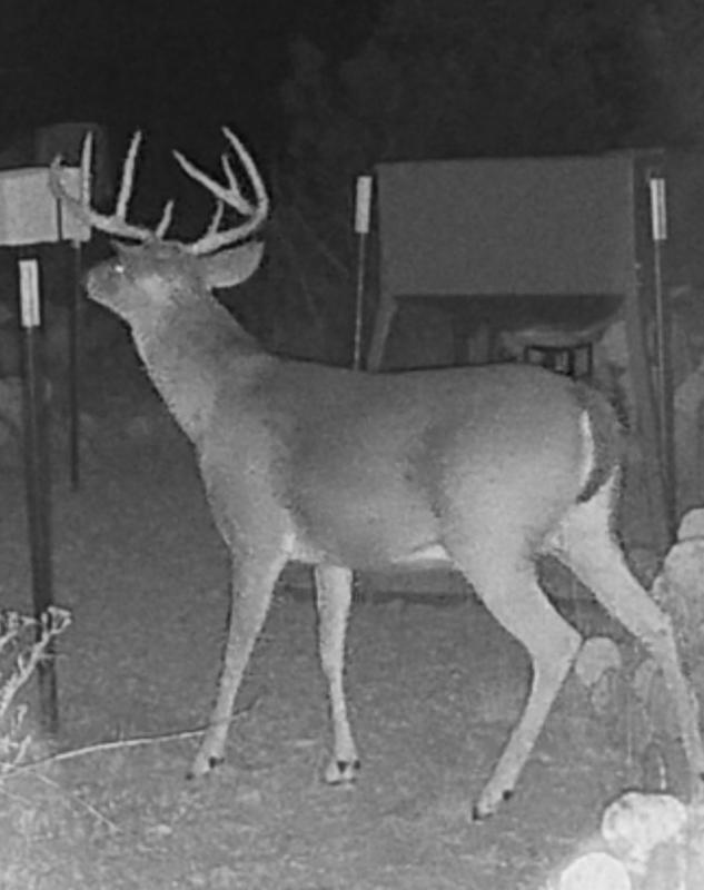 treeline 25 lb. Wild Berry Craze Deer Mineral Block at Tractor Supply Co