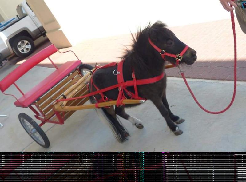 Purina Strategy Professional Formula GX Horse Feed, 50 lb. Bag at ...