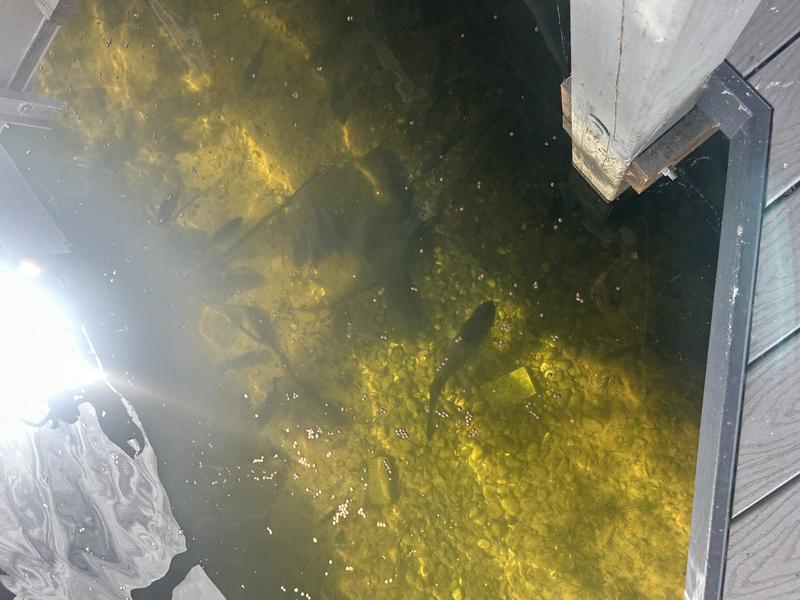 Nutrena Nature's Canvas Trophy Fish Feed, 25 lb. Bag at Tractor Supply Co