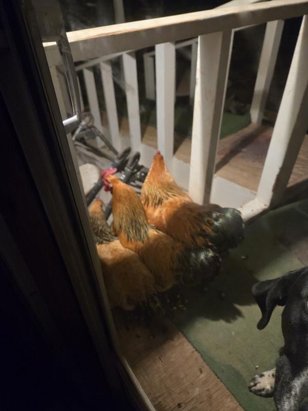 Hoover's Hatchery Live Assorted Brahma Baby Chicks, 10 ct. at Tractor ...