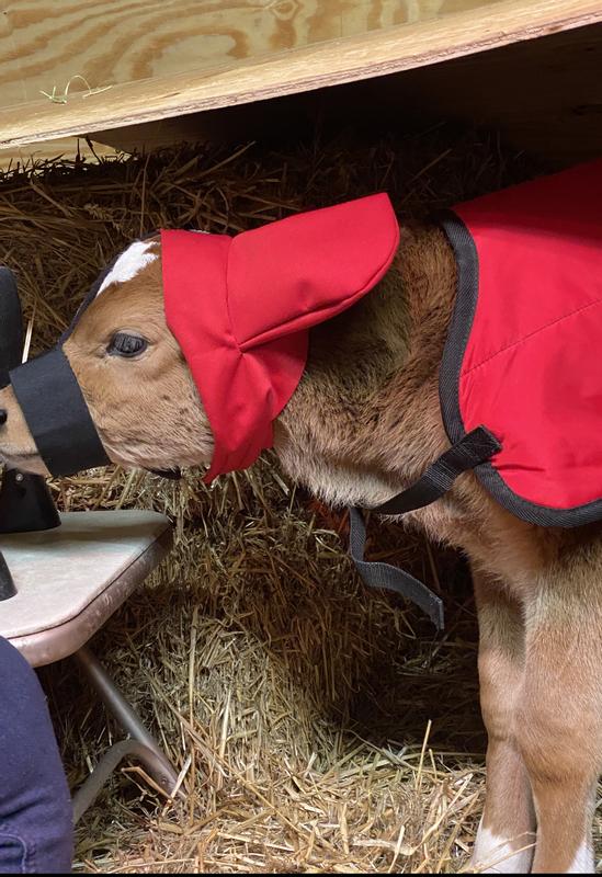 Sullivan Supply Waterproof Calf Ear Muffs, Protects Newborn Ears at ...