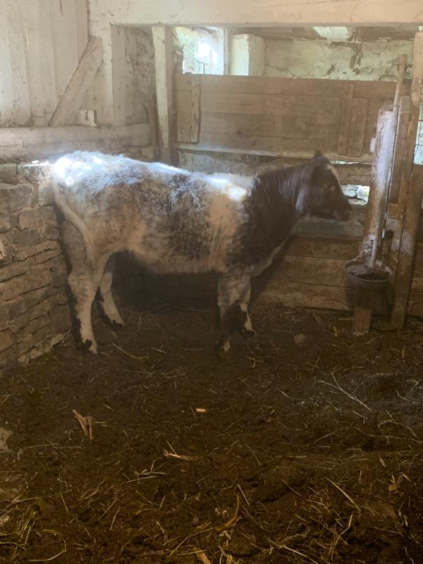 Purina Precon Complete with RX3 Cattle Feed, 50 lb. Bag at Tractor ...