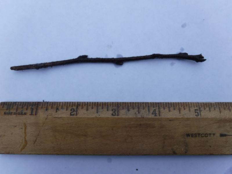 DeGroot Raspberry Fall Gold at Tractor Supply Co