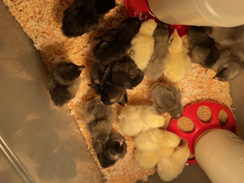 Hoover's Hatchery Live Assorted Color Egg Production Baby Chicks, 10 ct ...