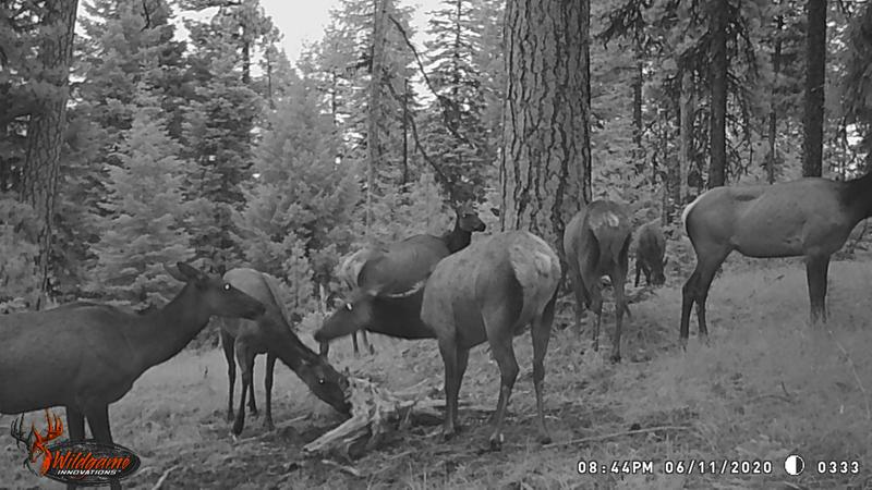 Evolved Habitats 1 gal. Buck Jam Apple Deer Attractant at Tractor Supply Co