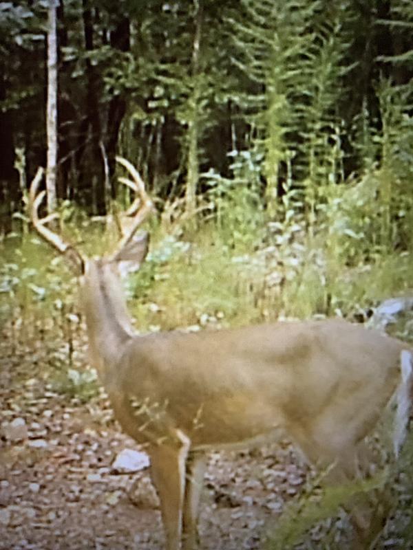 Evolved Habitats 6.5 lb. Deer Co-Cain Mix Deer Attractant at Tractor ...