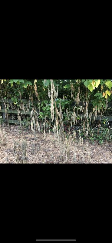 Remedy 1 gal. Herbicide, Concentrate at Tractor Supply Co