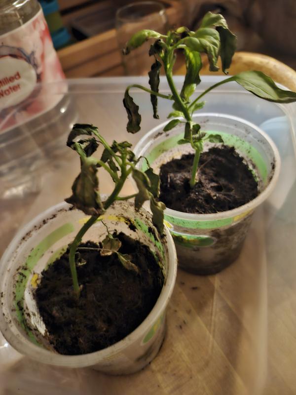 Bonnie Plants Shishito Pepper, 19.3 oz. at Tractor Supply Co