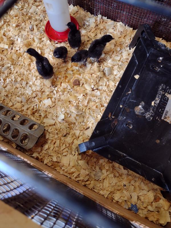 Producer's Pride Chicken Coop Brooder and Heater for 10 Birds at ...