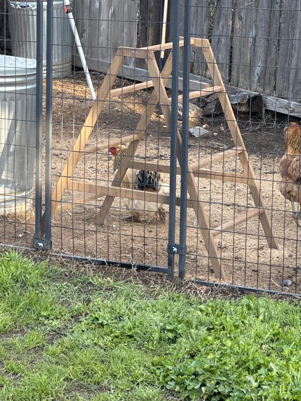 Zylina Play-N-Roost Roosting Ladder at Tractor Supply Co