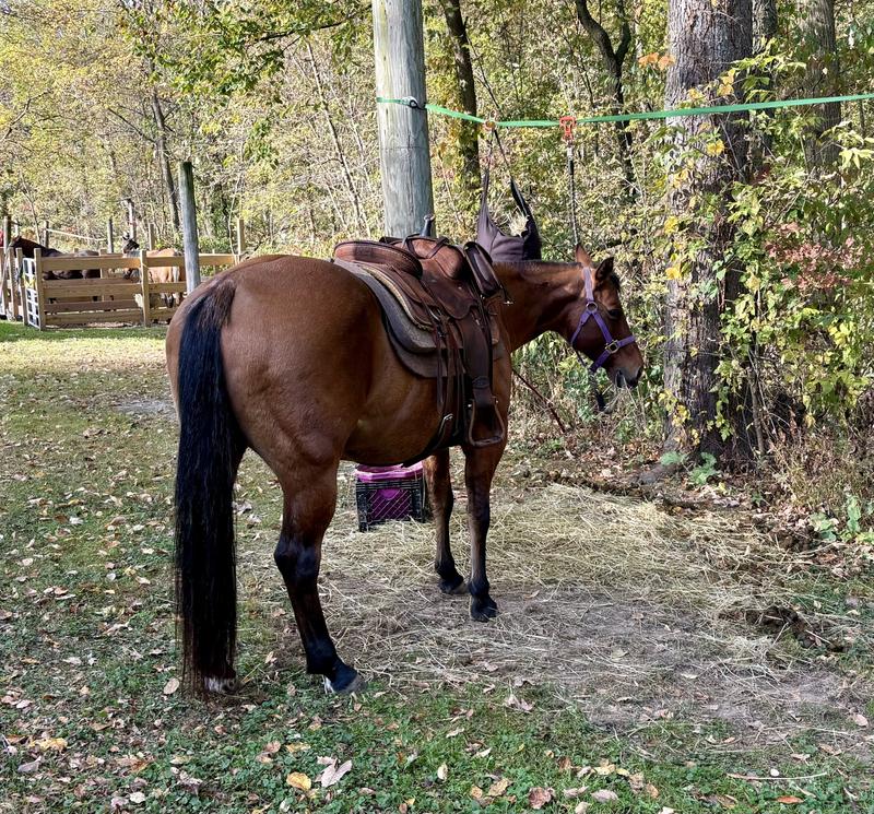 Purina Ultium Growth Formula Horse Feed, 50 lb. Bag at Tractor Supply Co
