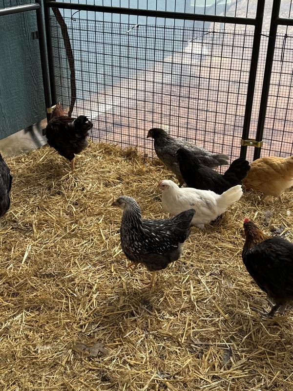 Producer's Pride Universal Poultry Pen, 24 Chicken Capacity, 8 ft. x 8 ...
