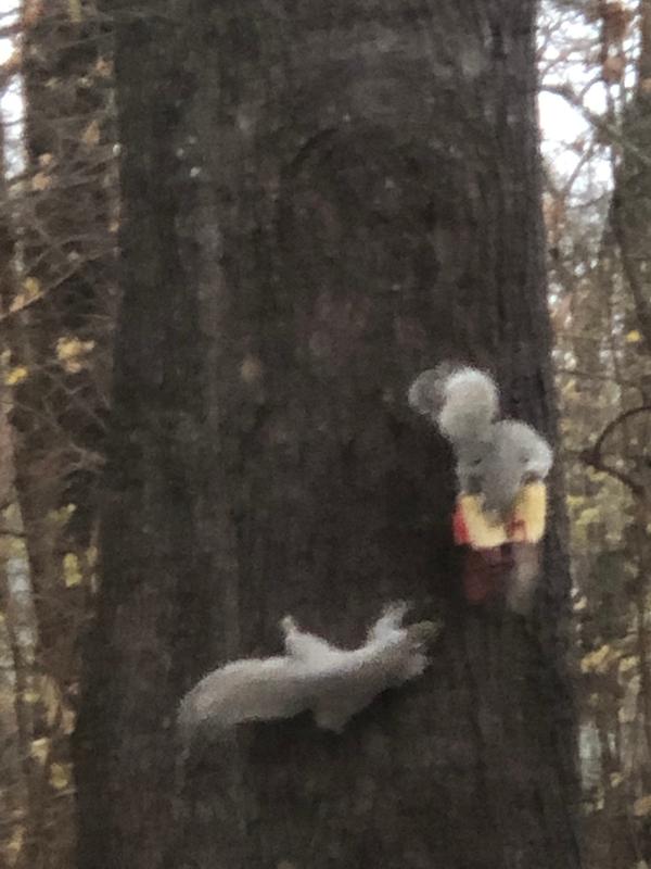 Royal Wing Sweet Corn Log Squirrel Food, 32 oz. at Tractor Supply Co