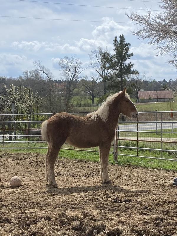 Purina Omolene #300 Growth Foal and Lactating Mare Horse Feed, 50 lb ...
