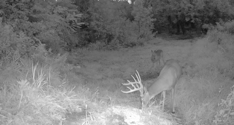 Big Tine Cherry Rush Deer Corn - 40 lb. at Tractor Supply Co