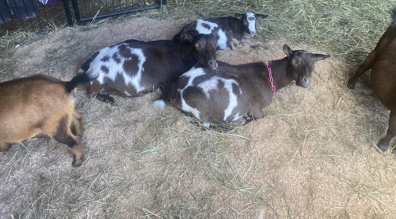 Unbeetable Feeds Blend Pellet Forage, 50 lb. at Tractor Supply Co