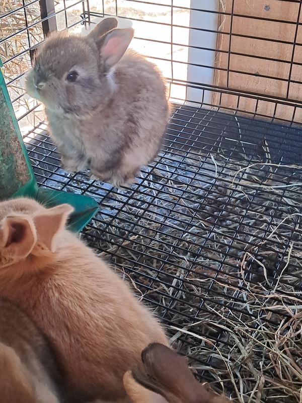 DuMOR Heavy-Duty Rabbit Cage, 36 in. x 30 in. at Tractor Supply Co