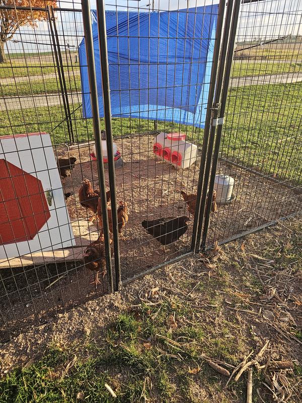 OverEZ 50 lb. Chicken Feeder at Tractor Supply Co