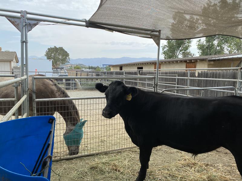 Nutrena NutreBeef Grower/Finisher Cattle Supplement, 50 lb. at Tractor ...