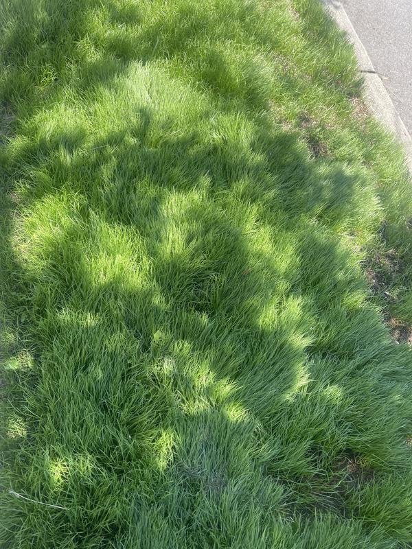 DLF 50 lb. 1,750 sq. ft. Gulf Annual Ryegrass Grass Seed at Tractor ...