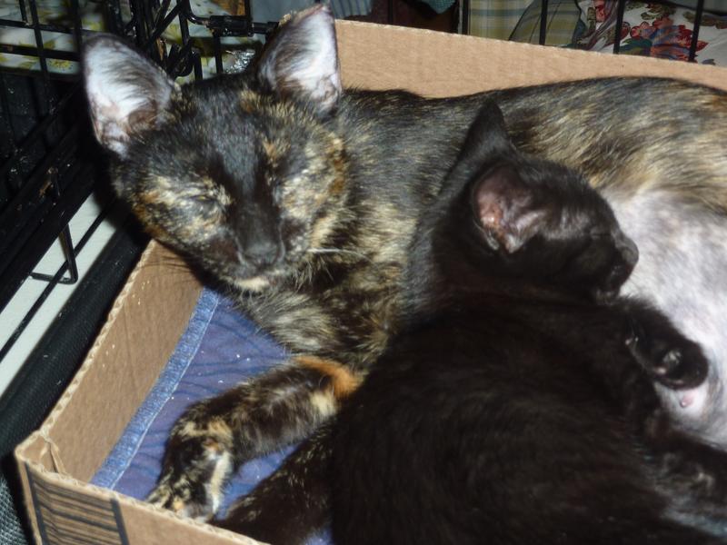 Banixx Medicated Horse and Pet Shampoo, 16 oz. at Tractor Supply Co