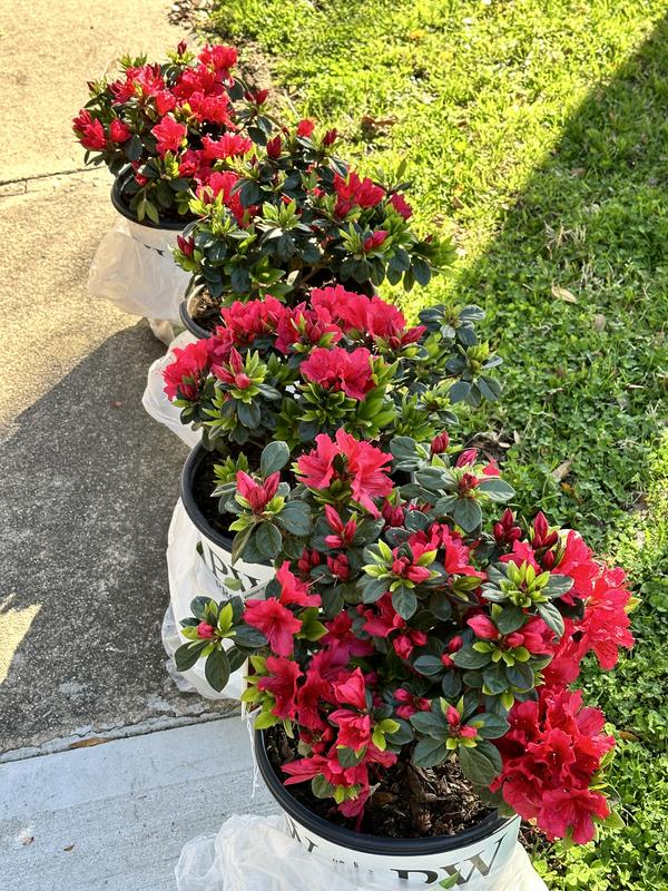 Proven Winners 2 gal. Potted Red Perfecto Mundo Azalea Shrub at Tractor ...