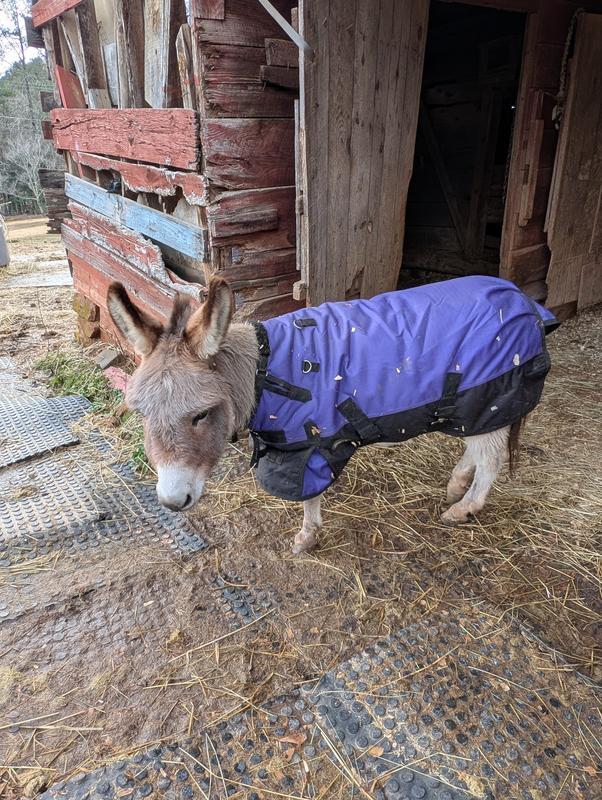 Tough1 1200D Mini Turnout Sheet with Snuggit Neck at Tractor Supply Co