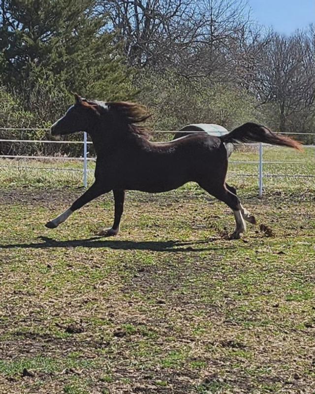 Nutrena ProForce Textured Senior Horse Feed, 50 lb. Bag at Tractor ...