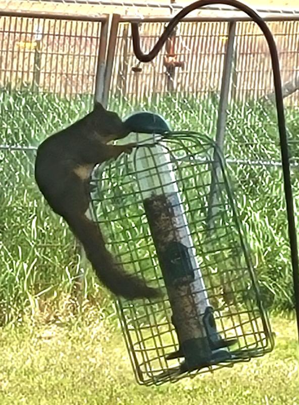 Squirrel-X 1.5 lb. Squirrel-Proof Caged Bird Feeder at Tractor Supply Co