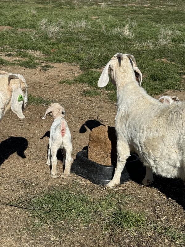 DuMOR Goat Mineral Block, 33 lb. at Tractor Supply Co