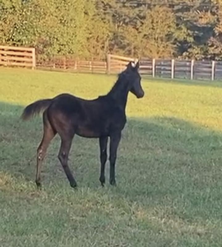 Purina Ultium Growth Formula Horse Feed, 50 lb. Bag at Tractor Supply Co