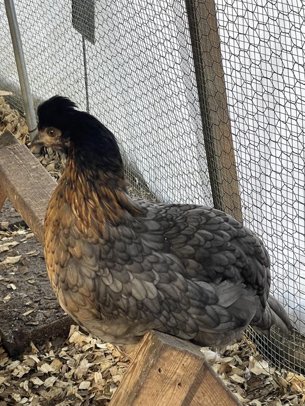 DuMOR 20% Chick Starter/Grower Crumbled Chicken Feed at Tractor Supply Co