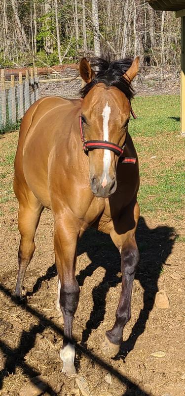 Purina Omolene #300 Growth Foal and Lactating Mare Horse Feed, 50 lb ...