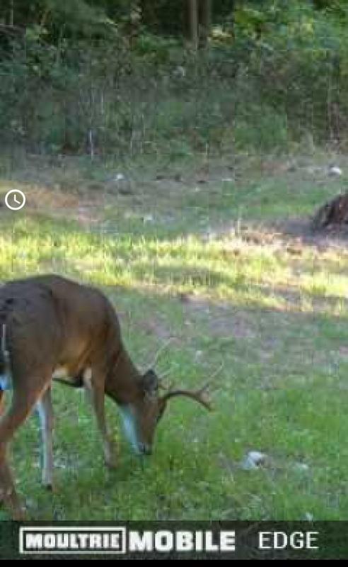 BioLogic Deer Plot Food Plot Mix, 45 lb., Covers 1 Acre at Tractor ...