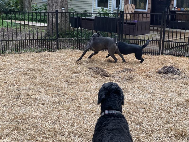 DuMOR 2-String Wheat Straw Compressed Bale Pet Bedding, 18 cu. ft. at ...